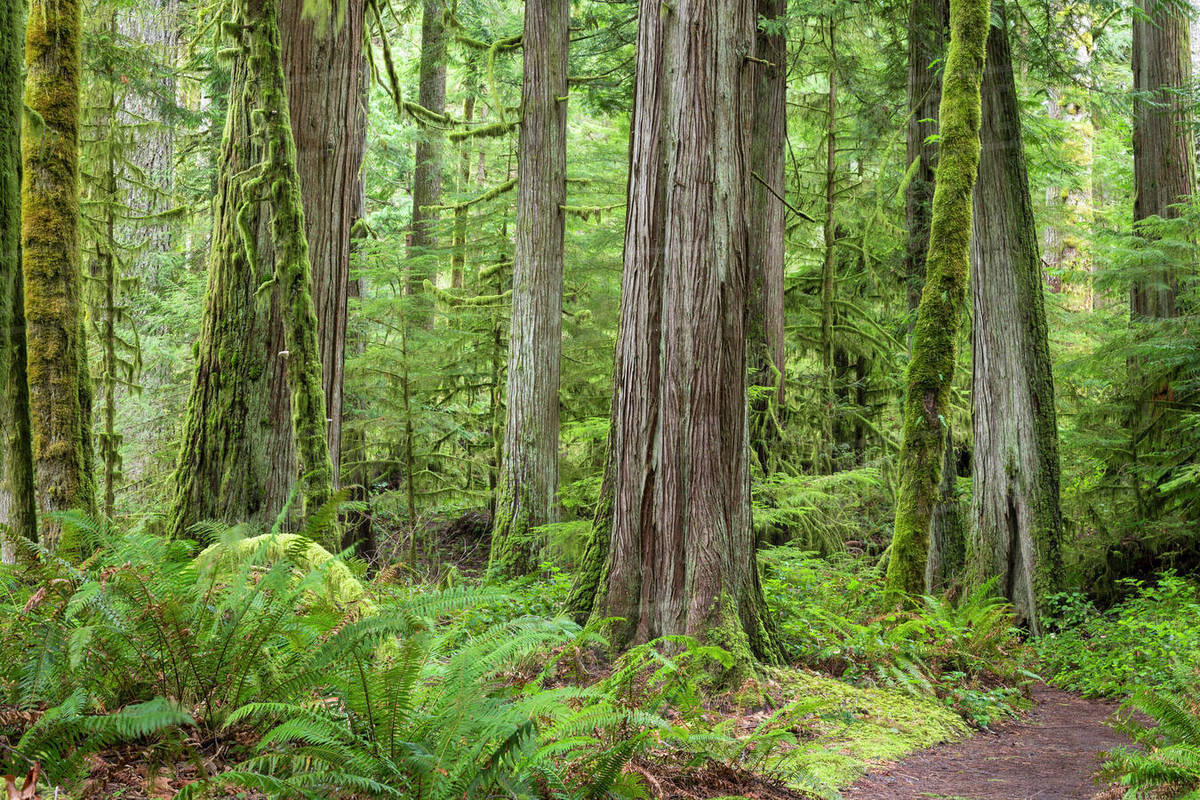 Old Growth Forest Washington State Taking The Pulse Of A Forest (U.S.