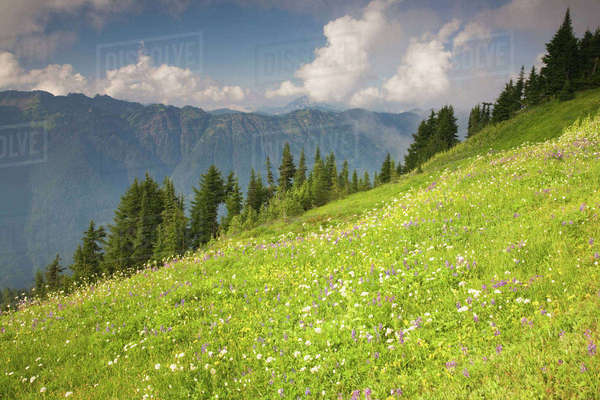 Wildflower meadow and clouds, Washington State, USA - Stock Photo ...