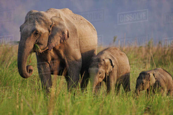 Indian Asian Elephant, mother and calves, Corbett National Park, India ...