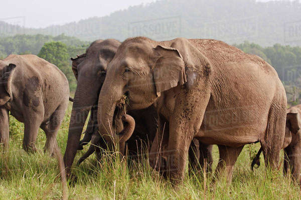 Indian Asian Elephants feeding, Corbett National Park, India. - Stock ...