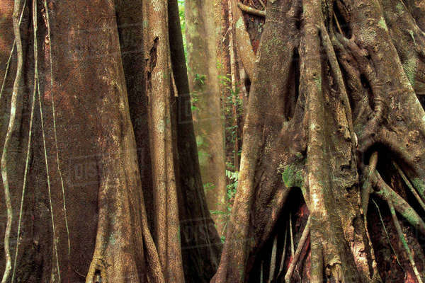 Ivi (Fiji chestnut) tree, Fiji. - Stock Photo - Dissolve