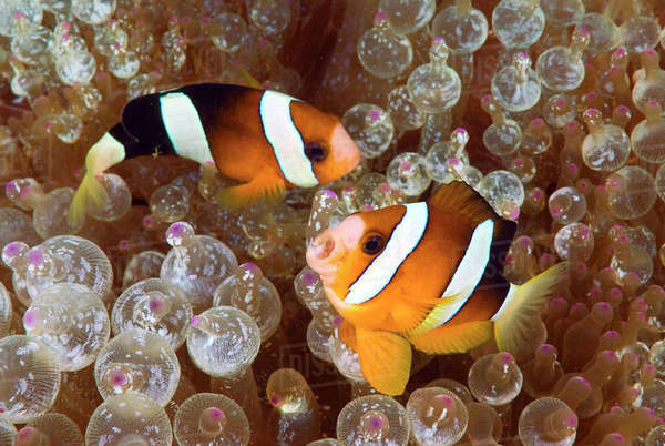 Two anemonefish swim among poisonous anemone for protection from ...