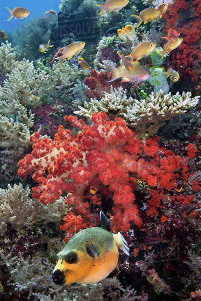 Indonesia, Papua, Raja Ampat, SE Misool. Underwater scenic of fish and ...