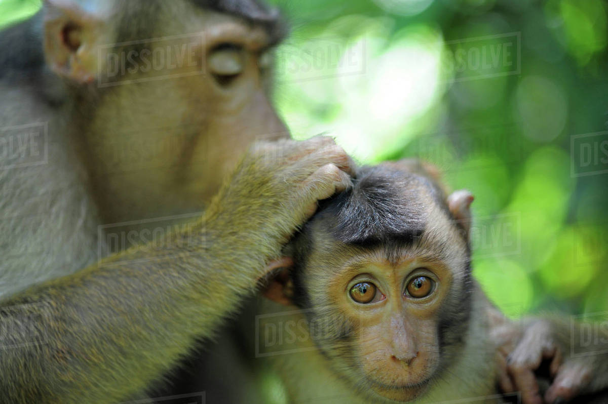 Malaysia, Borneo, Sepilok, Southern Pig-tailed Macaque (Macaca ...