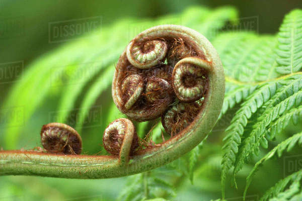 Fern Frond Unfurling, Queensland, Australia - Stock Photo - Dissolve