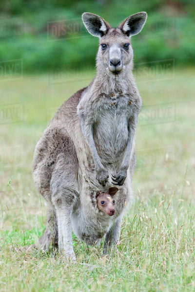 Eastern grey kangaroo (Macropus giganteus), Australia - Stock Photo ...