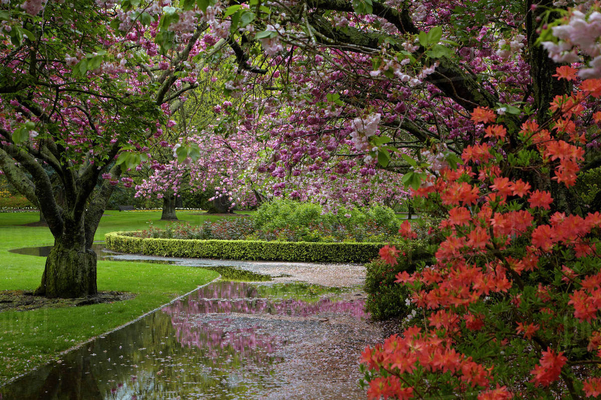 Spring Blossom, Ashburton Domain, Mid-Canterbury, South Island, New ...
