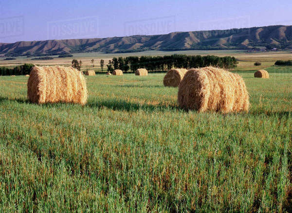 Canada, Manitoba, rolled hay bales in field - Stock Photo - Dissolve