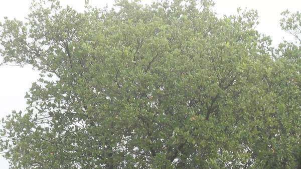Rain on toyon in the chaparral during its rainy season. Santa Monica ...
