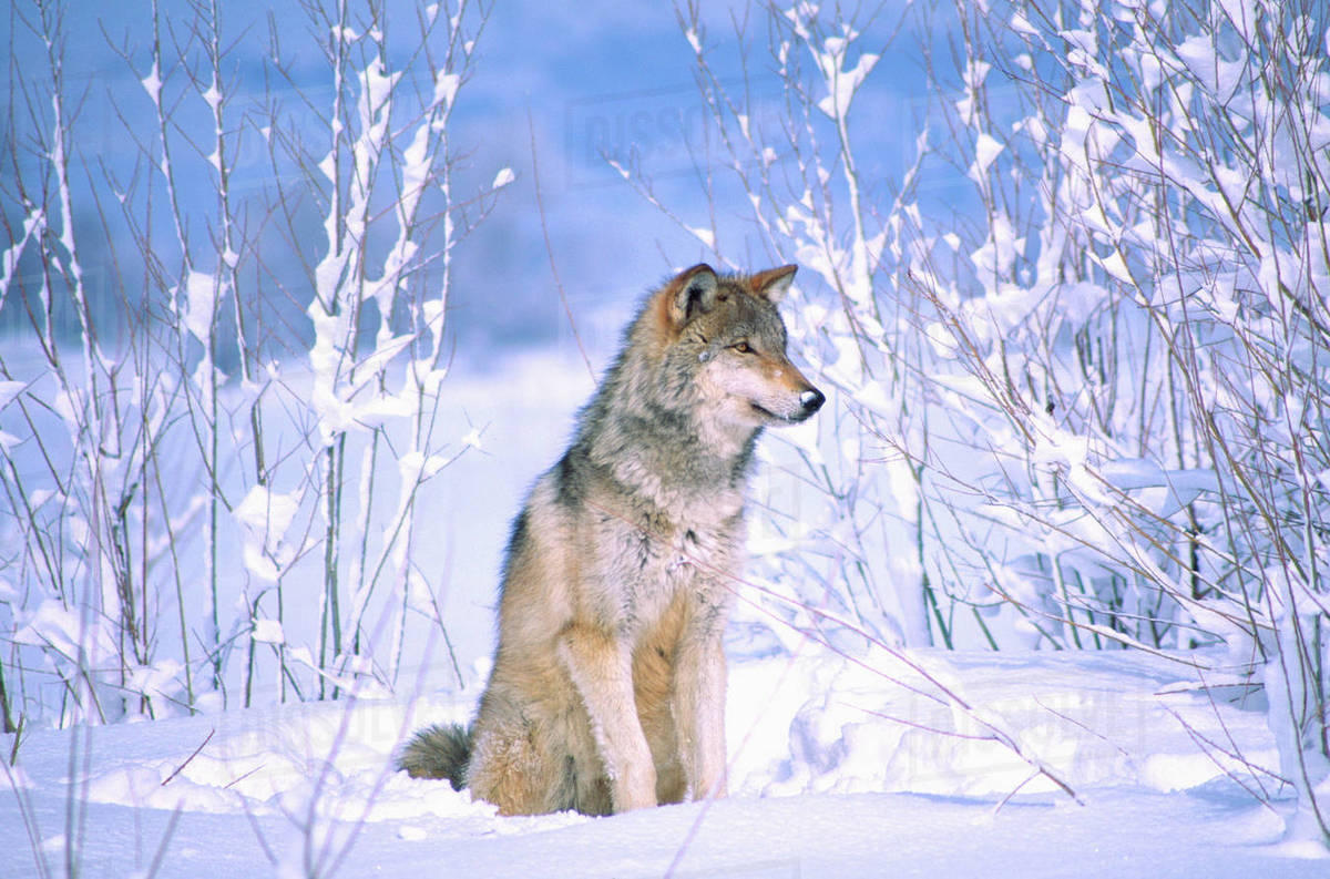 Timber Wolf sitting in the Snow, Canis lupus, Movie Animal (Utah ...