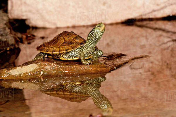 Map Turtle, Graptemys geographica, Native to Northeastern US - Stock ...