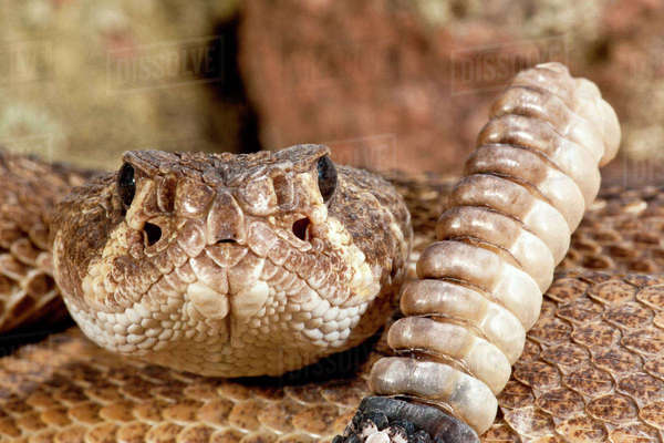 Western Diamondback Rattlesnake, Crotalus atrox, Native to Southwestern ...