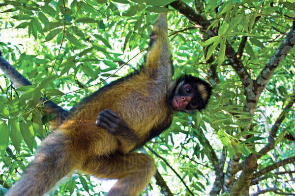 Amazon Rainforest, A Brown Capuchin Monkey swings from branch to branch ...