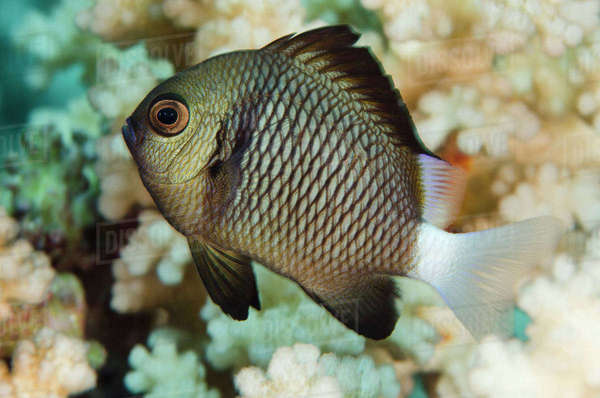 Reticulated Dascyllus (Dascyllus reticulatus), Rainbow Reef, Fiji ...