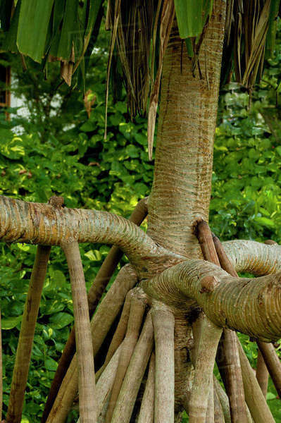 Tree roots grow quickly in the tropics, American Samoa - Stock Photo ...