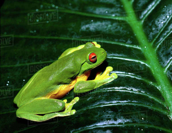 Australia, Queensland. Red-eyed Green Tree Frog. Lamington, National ...