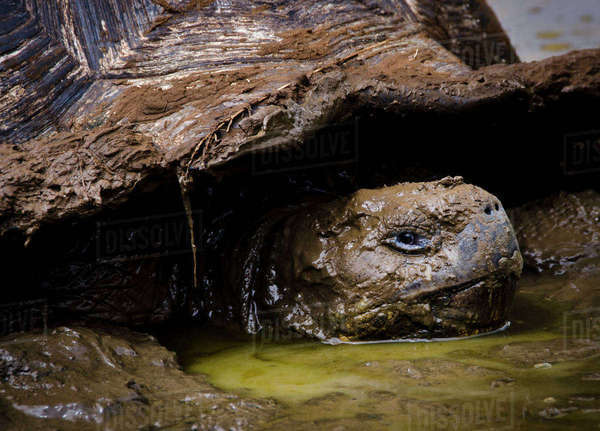 Galapagos Islands, Ecuador. Santa Cruz Island. Galapagos Giant Tortoise ...