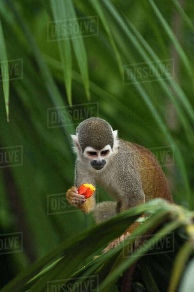 Common Squirrel Monkey (Saimiri sciureus) captive, Amazon Rain Forest ...