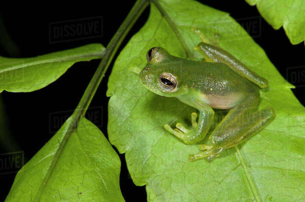 Santa Cecilia Glass Frog (Cochranella Midas), Yasuni National Park ...