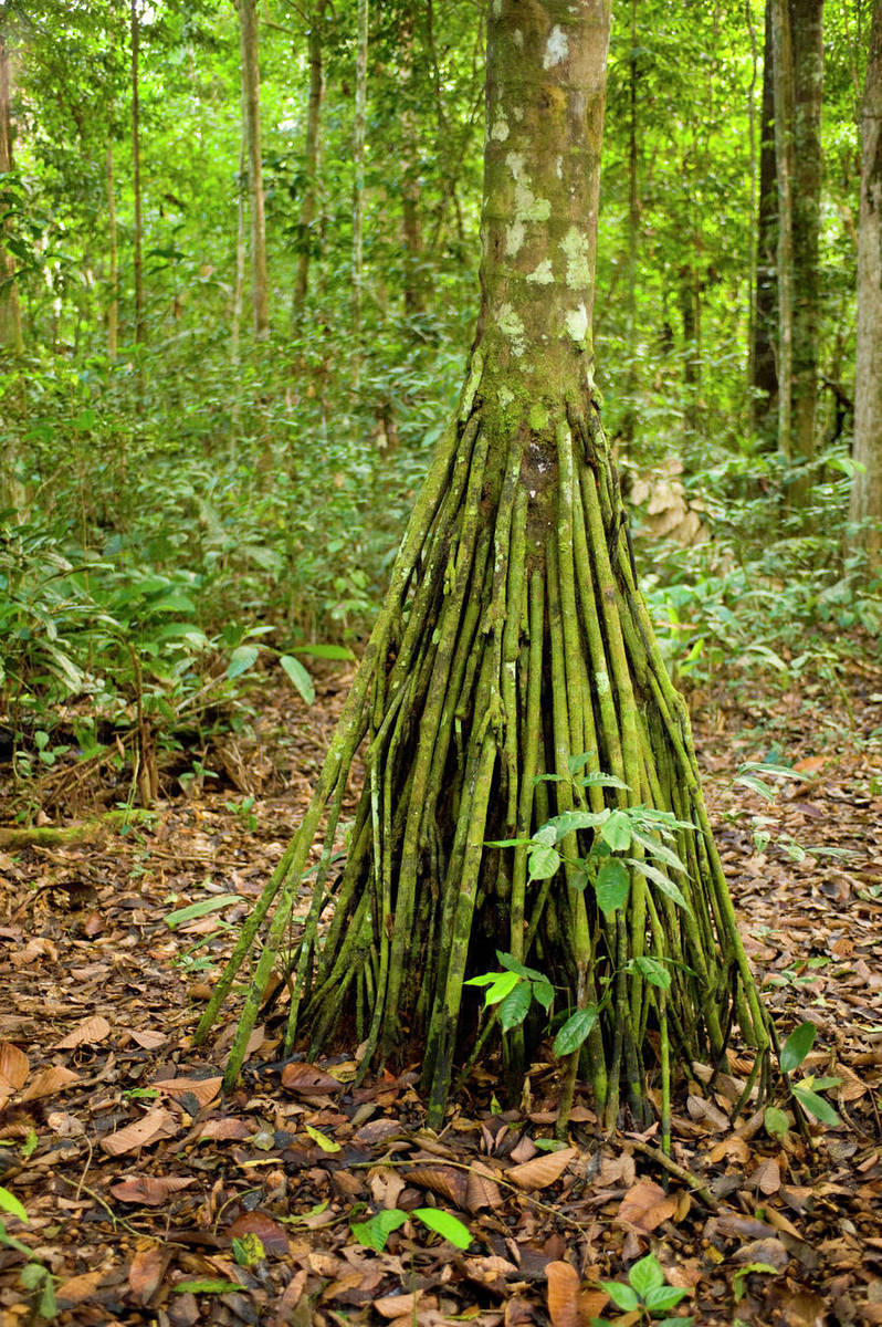 Pona Palm and tapir clay lick, Manu, UNESCO Biosphere Reserve, World ...