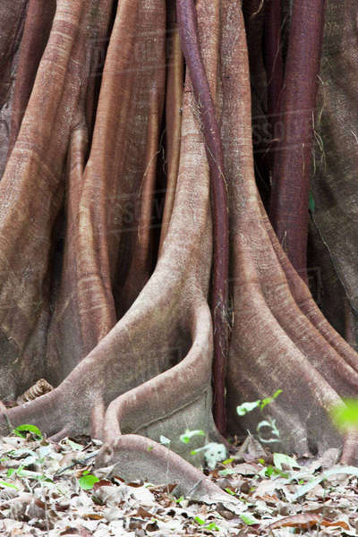 Buttress Root and trunk detail of a Ceiba Tree (Ceiba pentandra) in ...