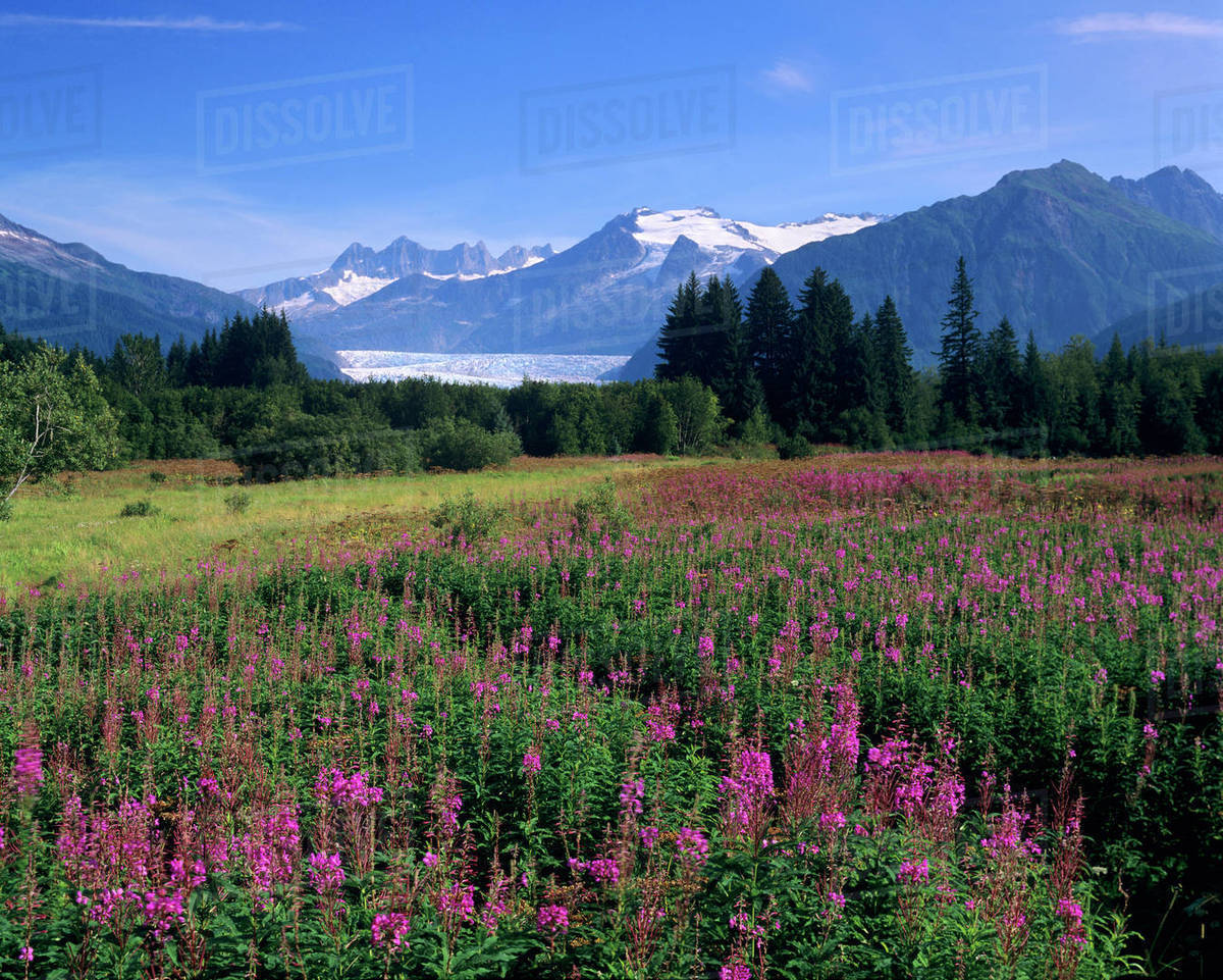 Fireweed in Meadow, Mendenhall Glacier, Tongass National Forest, near ...
