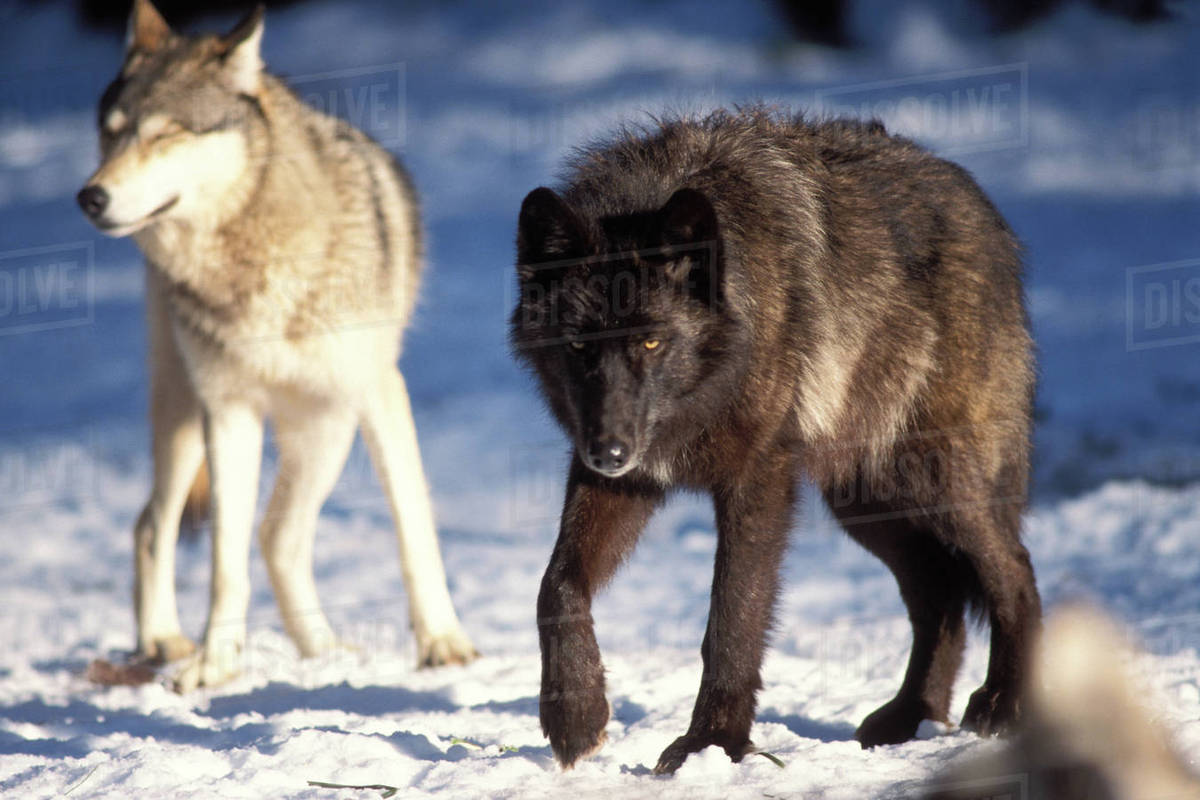 Gray wolf and black wolf in the foothills of Takshanuk mountains, SE ...