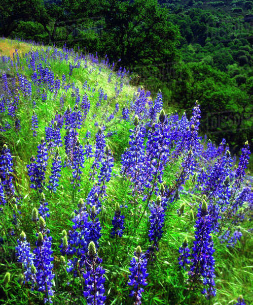 USA, California, Sierra Nevada Mountains. Lupine wildflowers in the ...