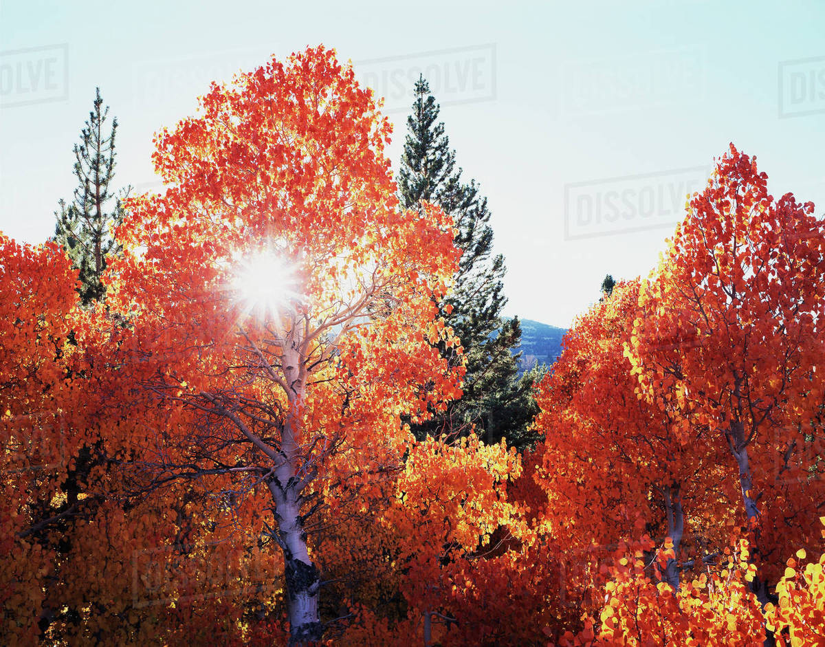 California, Sierra Nevada Mountains, The sunset through unusual red ...