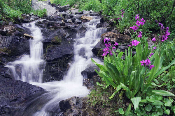 Waterfall and wildflowers in alpine meadow, Parry's Primrose, Primula ...