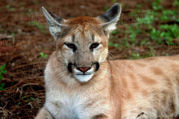 USA, Florida panther (Felis concolor) is also known as puma or cougar ...