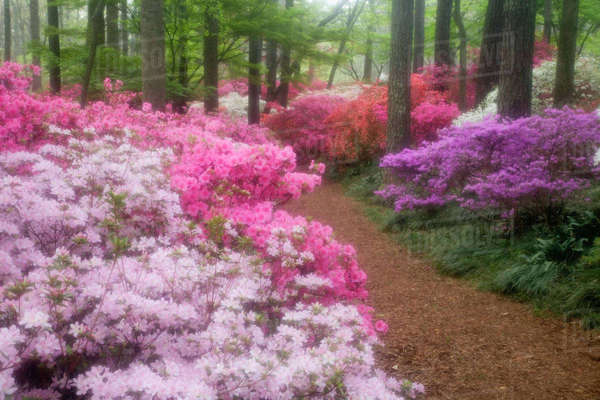 USA; Georgia; Pine Mountain. Azaleas at Callaway Gardens in the spring ...