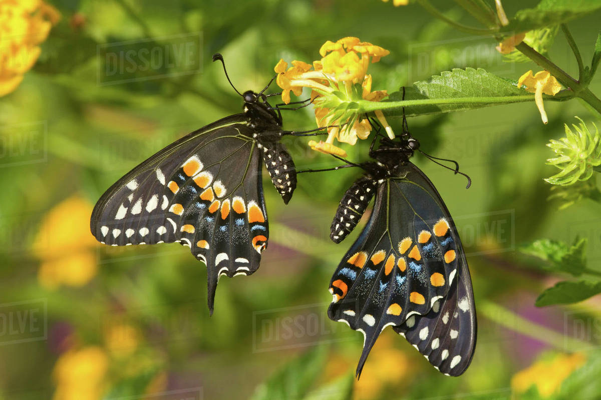 Black Swallowtail butterflies (Papilio polyxenes) male and female on ...
