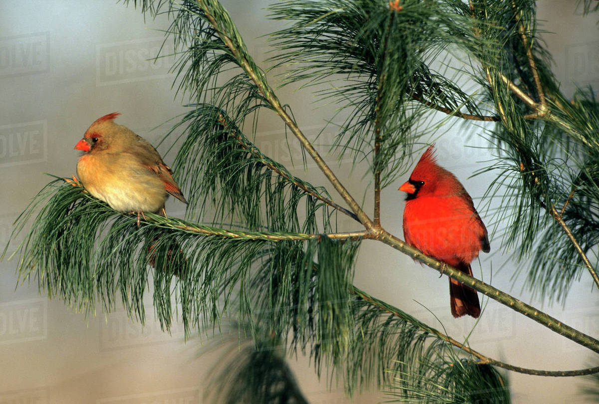 Northern Cardinal (Cardinalis cardinalis) male and female in pine tree ...