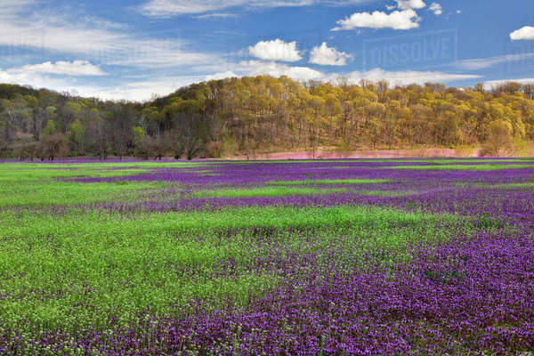 Large field of Henbit flowers in full bloom, Kentucky - Stock Photo ...