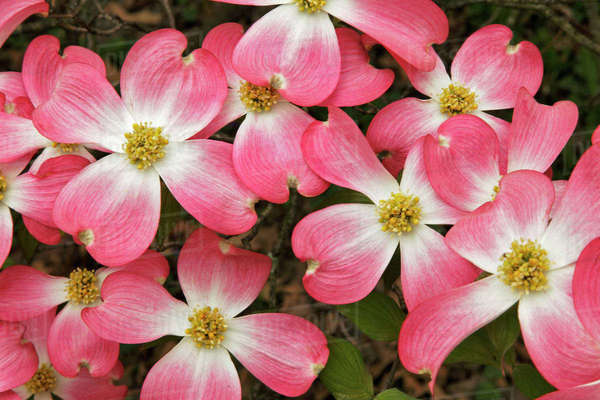 Pink dogwood tree blossoms in spring, Louisville, Kentucky, USA - Stock ...