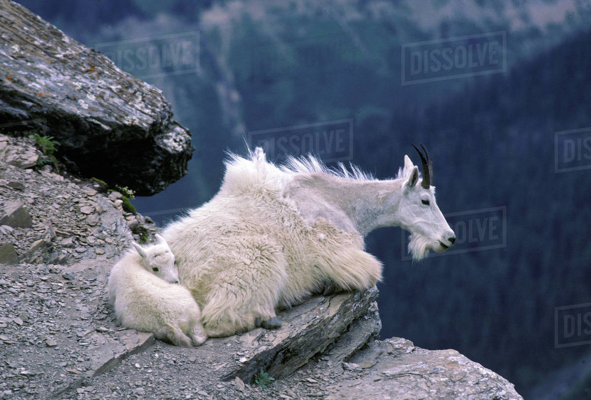 A mother mountain goat and her kid sit high atop a cliff face in the ...