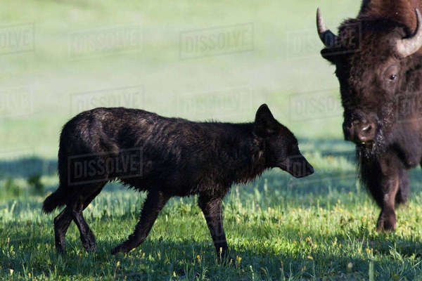 Gray Wolf and Bison - Stock Photo - Dissolve