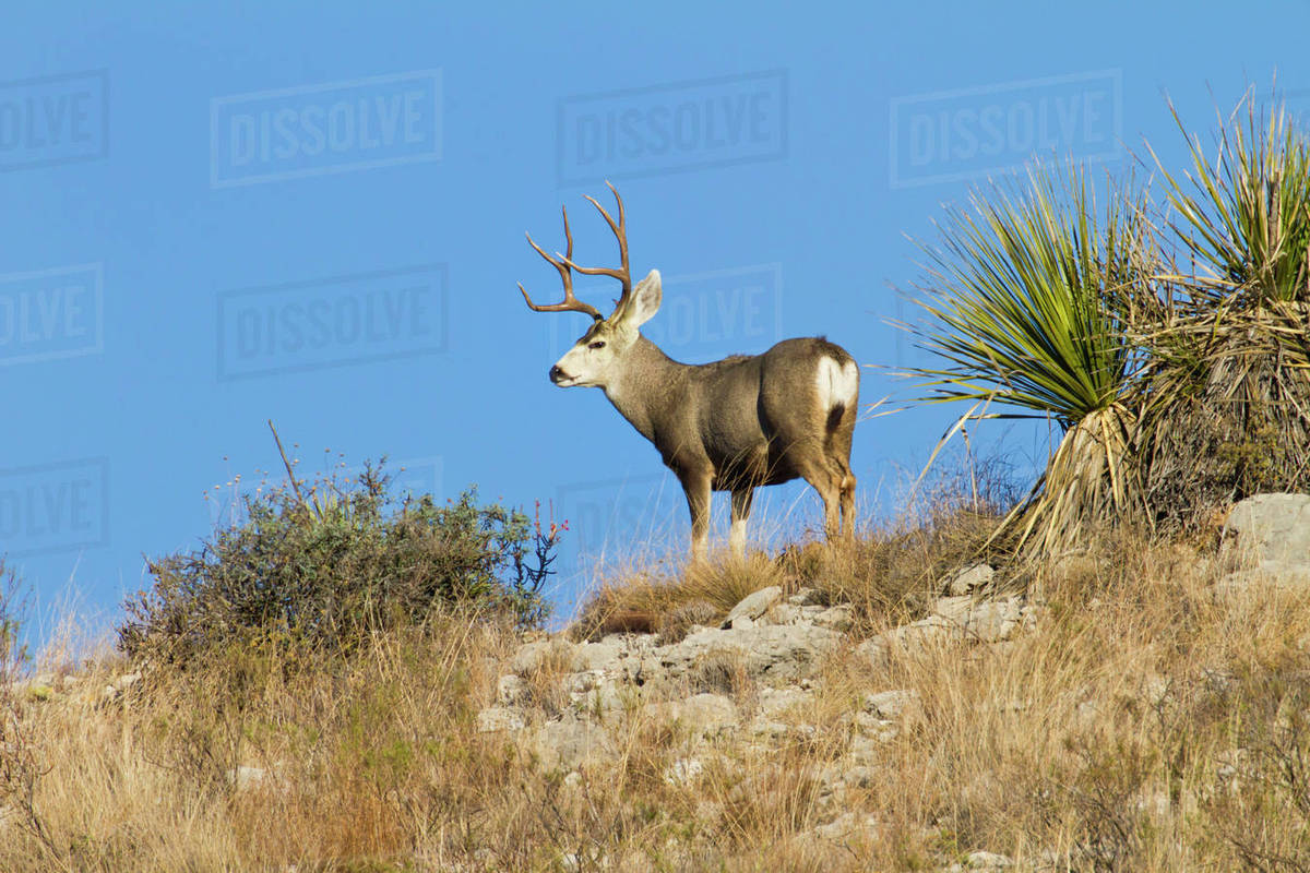 Desert Mule Deer (Odocoileus hemionus) buck in desert mountain habitat ...