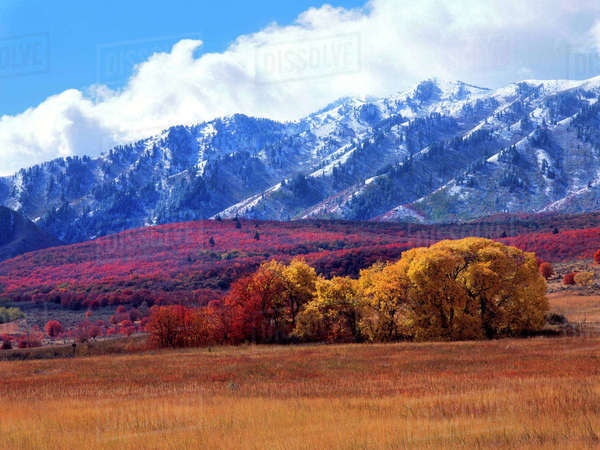 Utah. USA. Autumn snow on Wellsville Mountains above field and groves ...