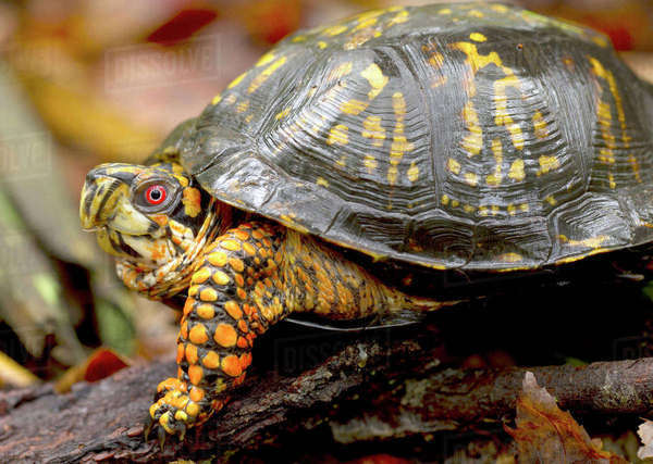 Eastern Box turtle (male) Terrapene carolina, Jefferson National Forest ...