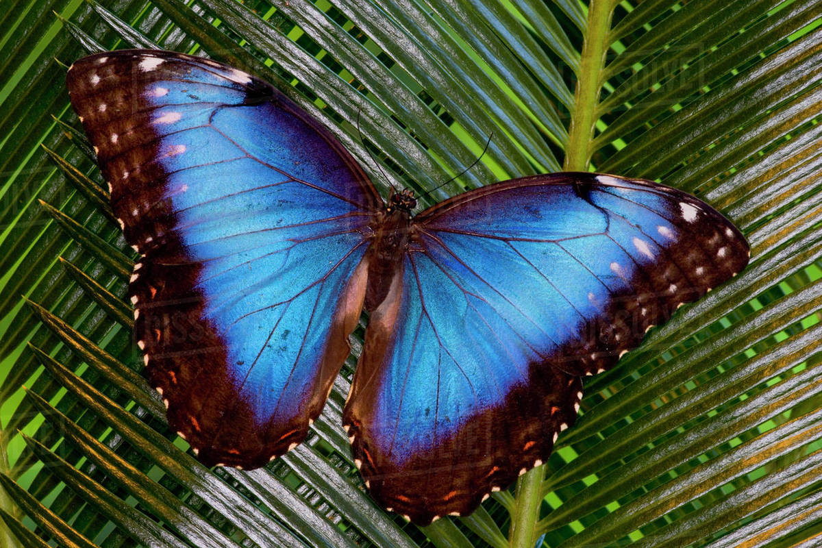 Female Morpho Butterfly