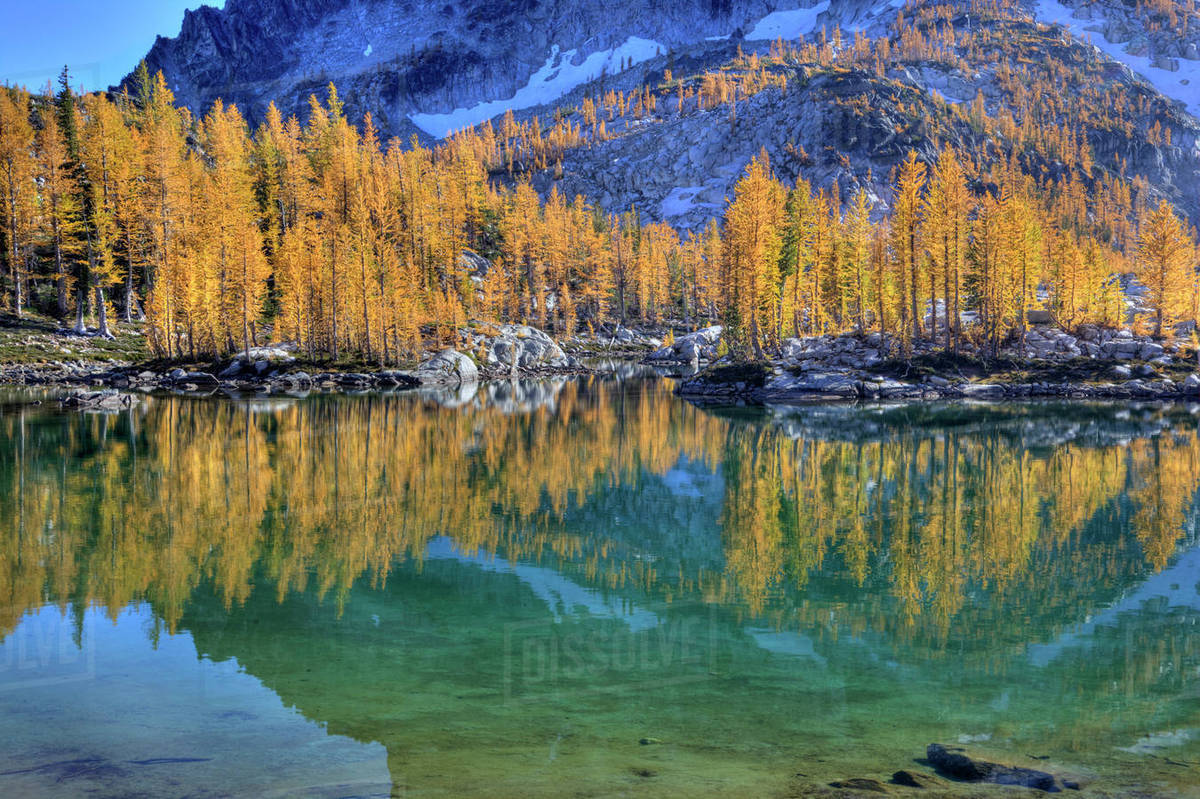 WA, Alpine Lakes Wilderness, Enchantment Lakes, Golden Larch trees ...