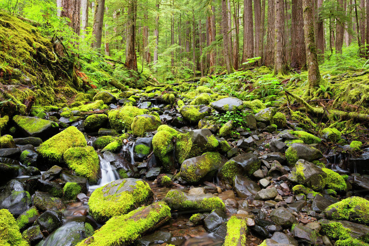 WA, Olympic National Park, Sol Duc valley, Stream with mossy rocks ...