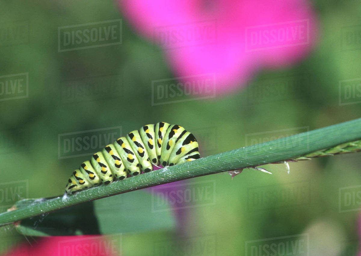 Black swallowtail caterpillar pupating - Royalty-free Stock Photo ...