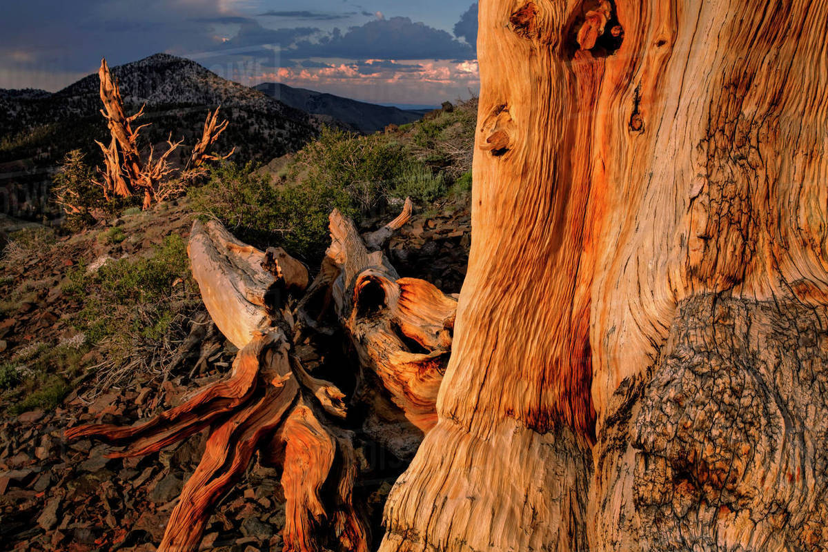 Bristlecone pine at sunset, White Mountains, Inyo National Forest ...