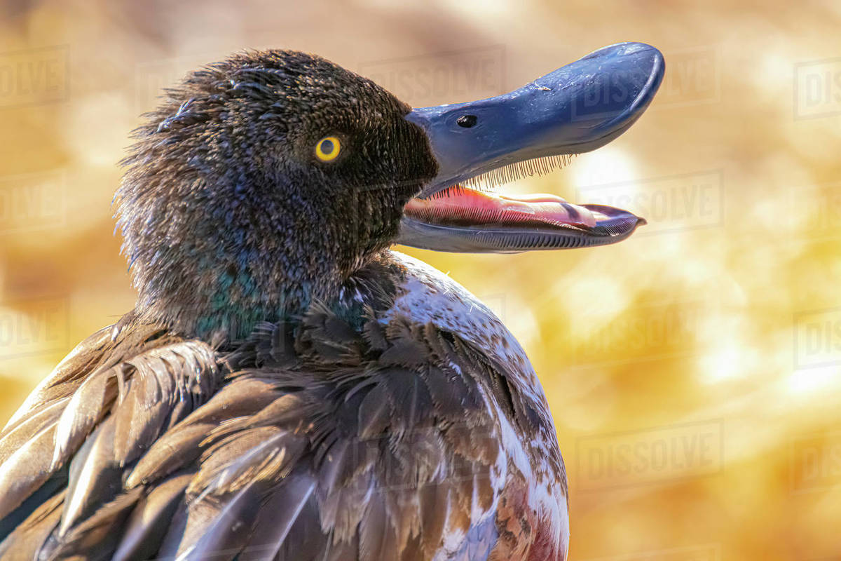 USA, Colorado, Ft. Collins. Adult male northern shoveler duck close-up ...