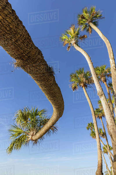 Sable palm tree along shoreline of Harney Lake at sunset, Florida ...