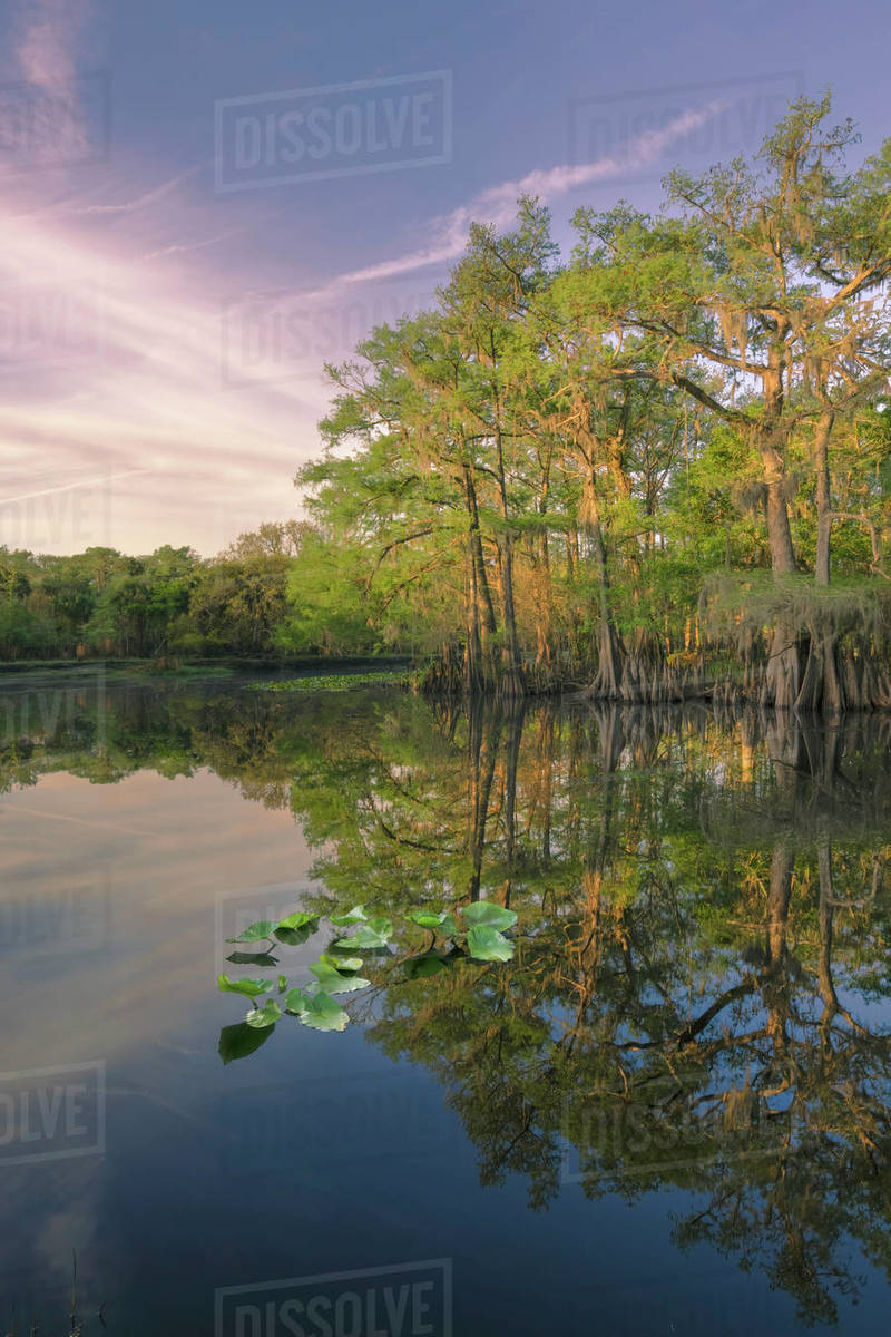 Early spring view of cypress trees reflecting on blackwater area of St ...