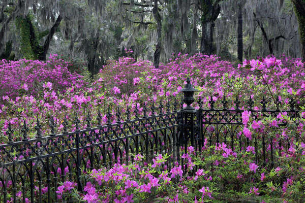 Iron fence and azaleas in full bloom, Bonaventure Cemetery, Savannah ...